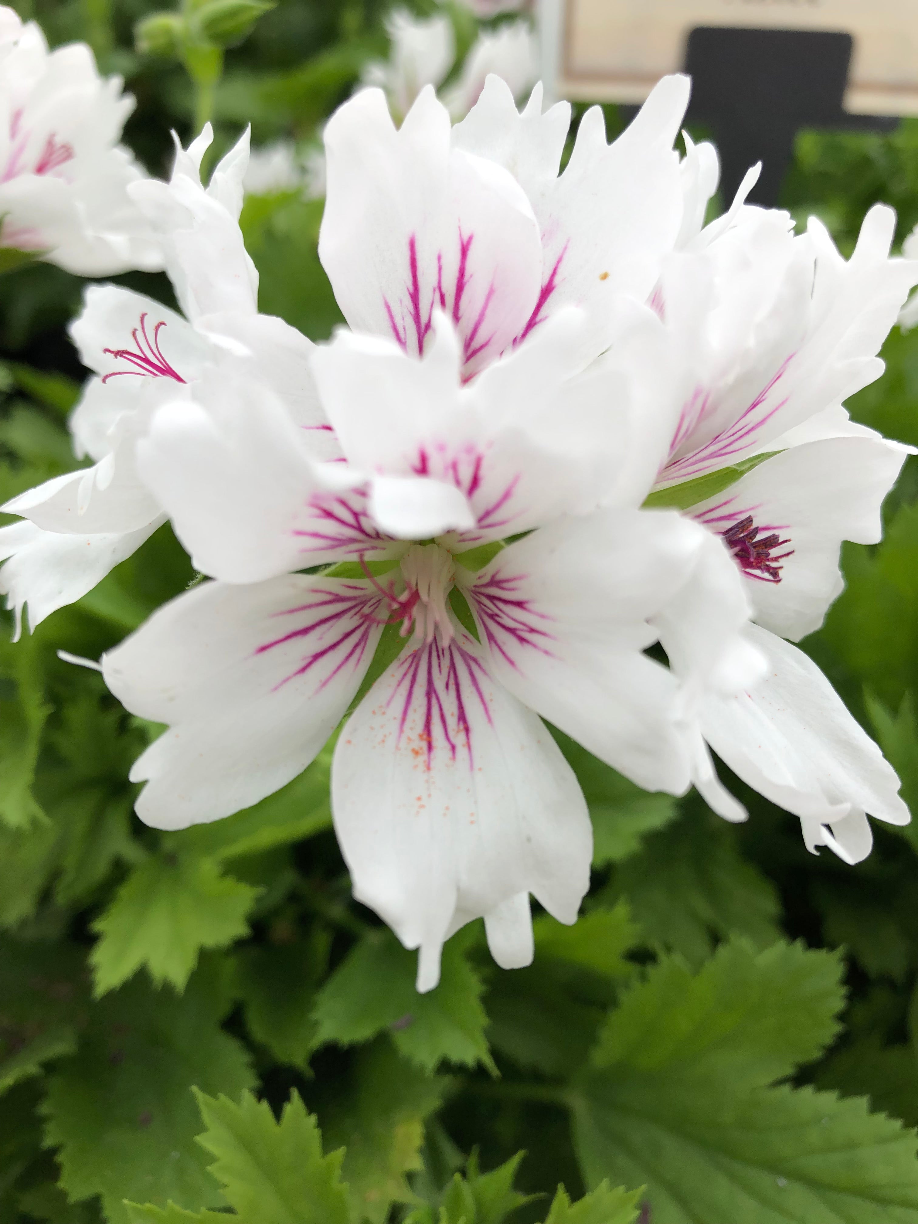 Stellar Pelargoniums – Page 2 – Fibrex Nurseries