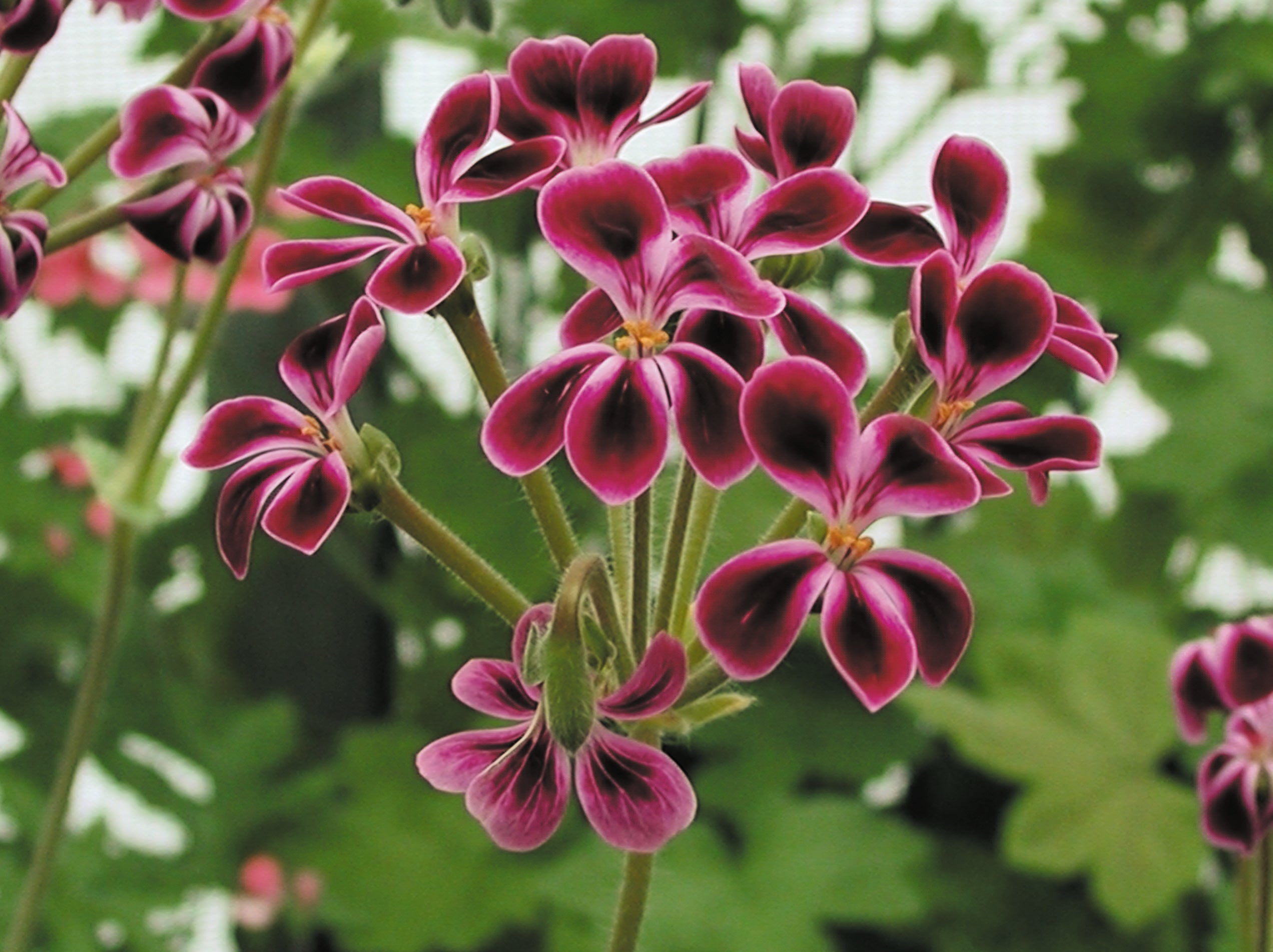 Species and Species Hybrid Pelargoniums – Fibrex Nurseries