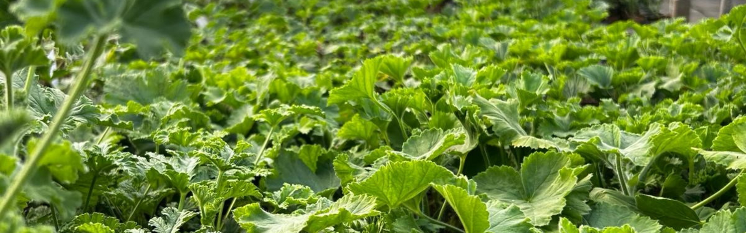 Fibrex Nurseries Ltd