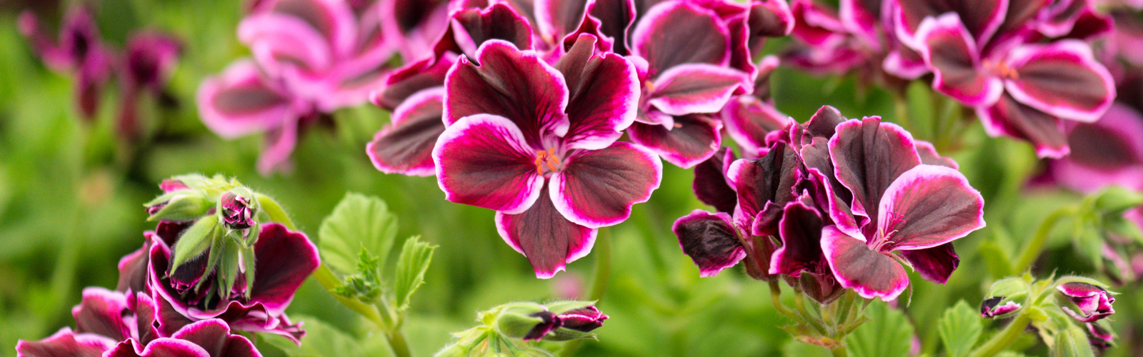 Fibrex Nurseries Ltd