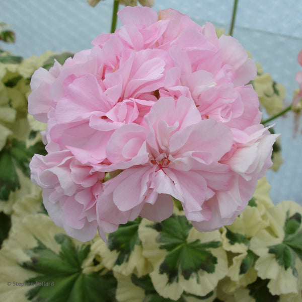 Alison March – Fibrex Nurseries