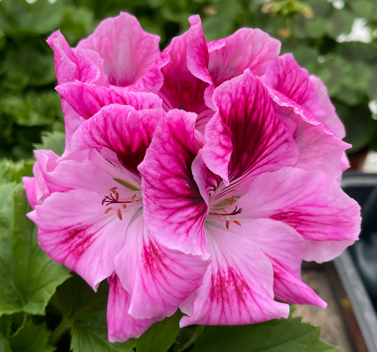 Faringdon Folly – Fibrex Nurseries