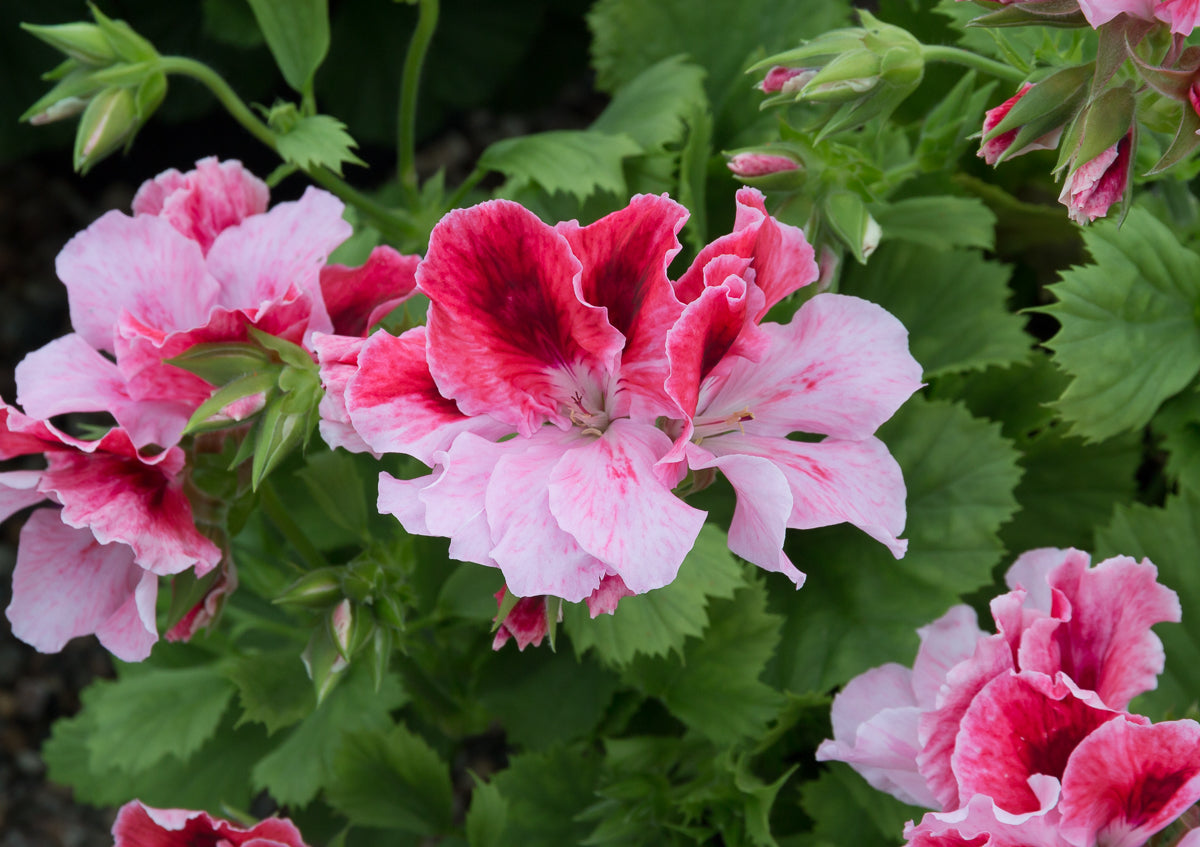 Fibrex Nurseries Ltd
