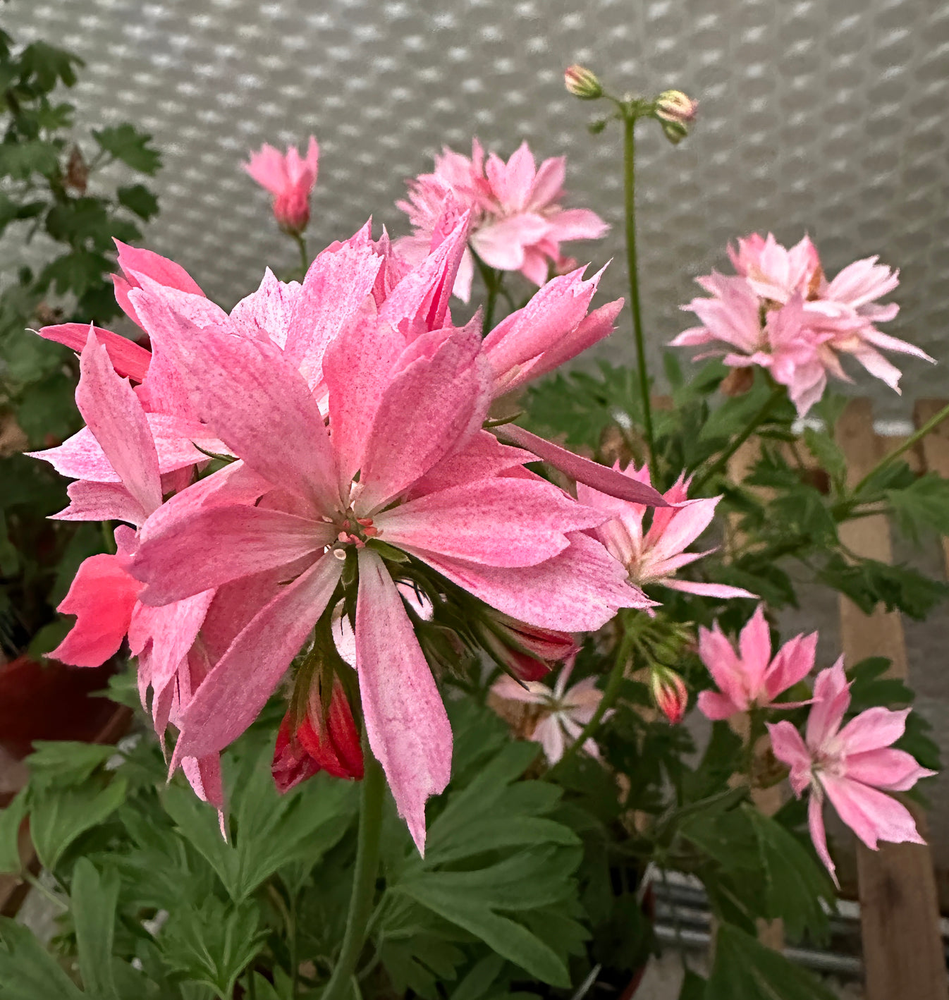Rushmoor Nebula – Fibrex Nurseries