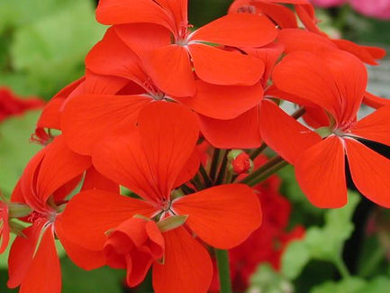 Fibrex Nurseries Ltd