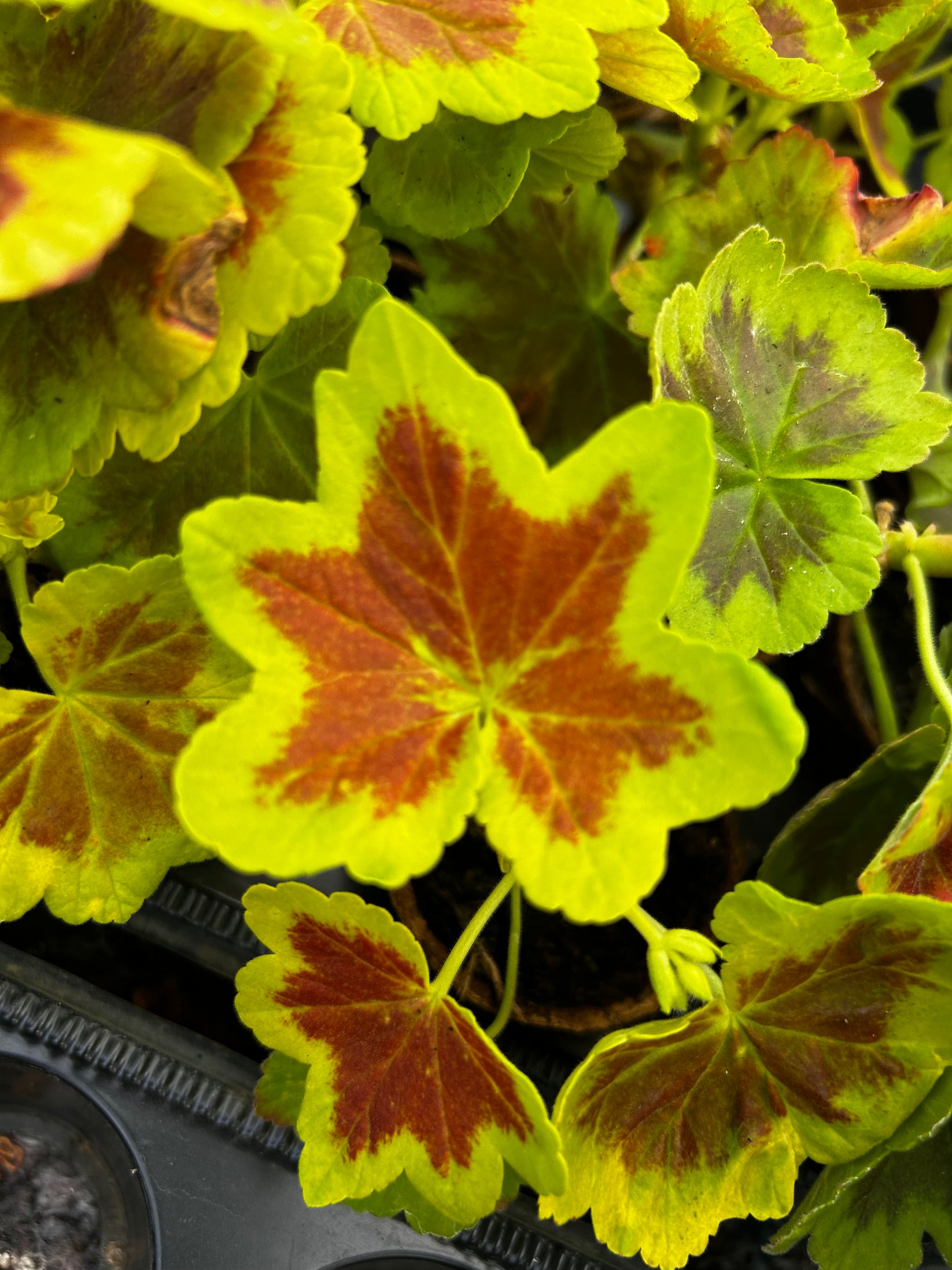 Occold Shield – Fibrex Nurseries