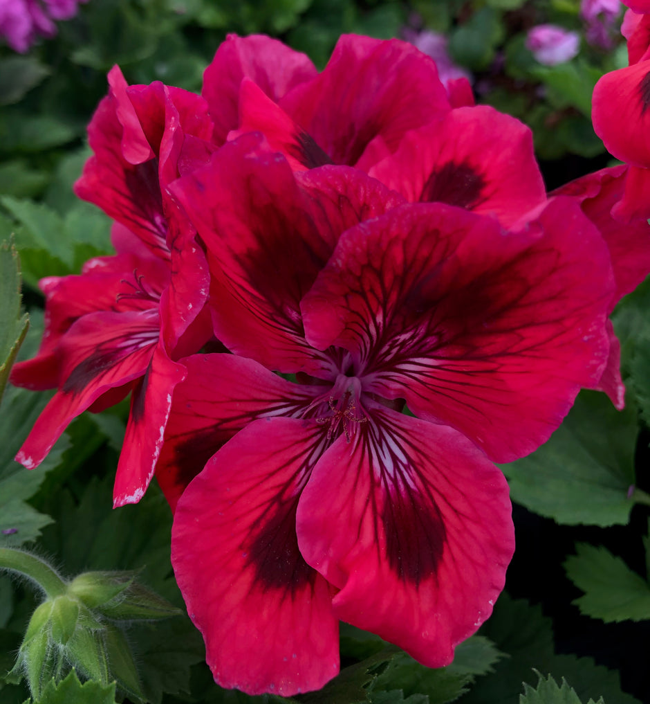 All Pelargoniums – tagged "Regal" – Page 4 – Fibrex Nurseries