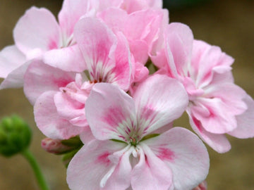 All Pelargoniums – Fibrex Nurseries