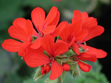All Pelargoniums – tagged "Variegated and Coloured-Leaved" – Fibrex ...