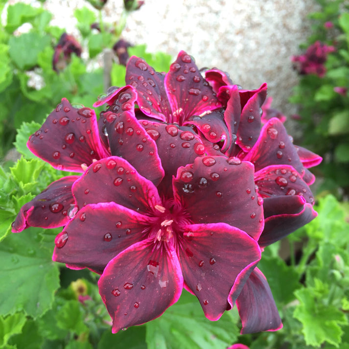 Lord Bute – Fibrex Nurseries