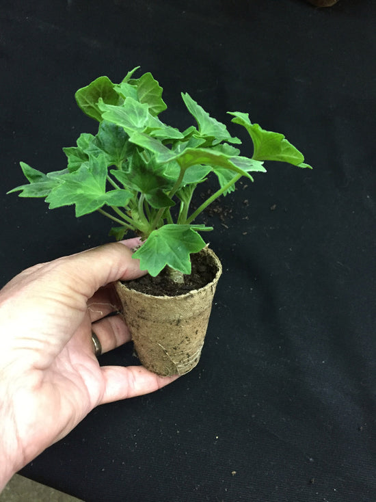 Our Flynn – Fibrex Nurseries