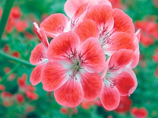 Paton's Unique – Fibrex Nurseries