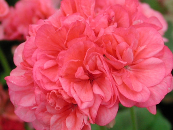 Wendy Read – Fibrex Nurseries